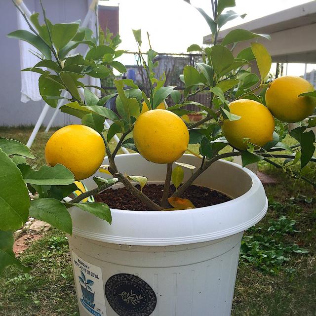 レモン/chieko ♪ | Snapdish[スナップディッシュ]