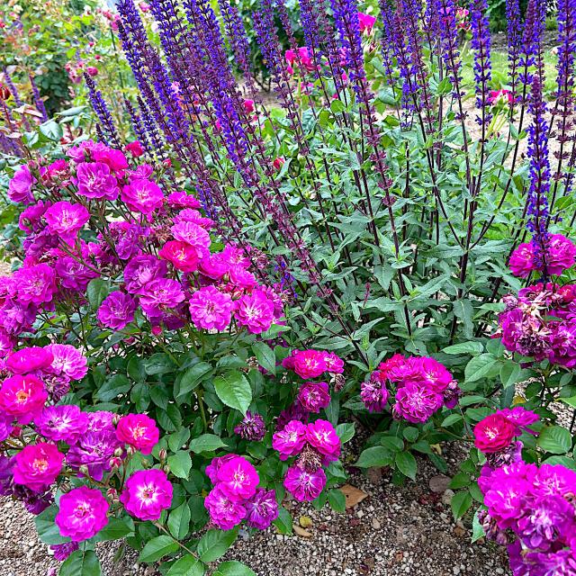 2025年05月15日12時39分の料理写真投稿/S | Snapdish[スナップディッシュ]