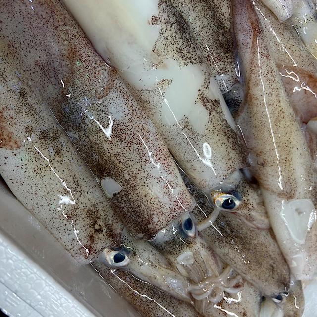 2026年01月29日11時30分の料理写真投稿/Daichi Fukuma | Snapdish[スナップディッシュ]